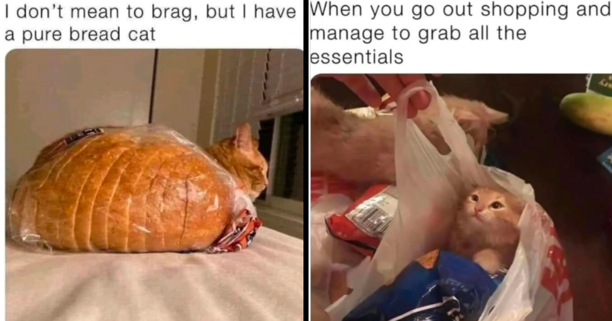 25 Cat Memes To Pounce On For A Purrfectly Hissterical Feline Fine Day ...