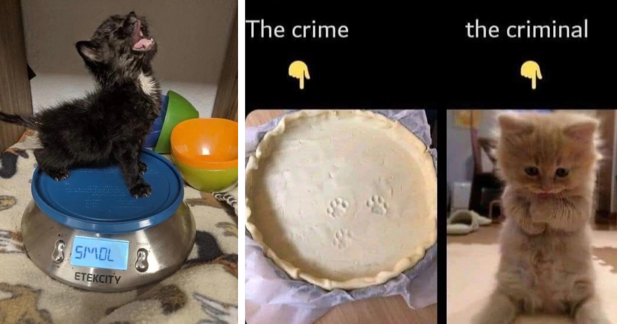 Feline Frenzy With These 27 Unhinged Cat Memes (December 27, 2023) - I ...