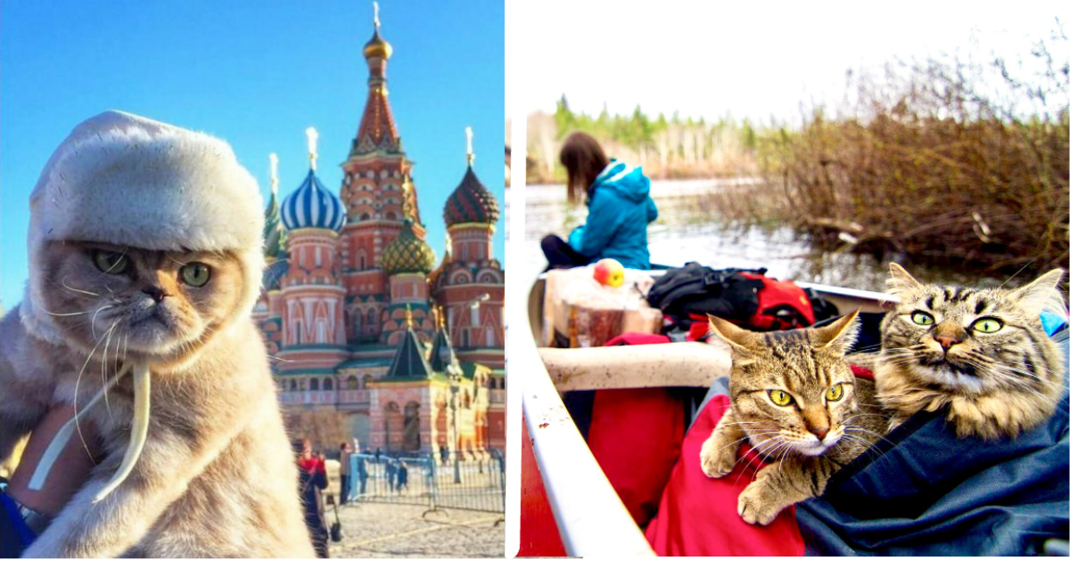 Cat Escapades and Catventures for Fun, Frisky Felines that Wander to ...