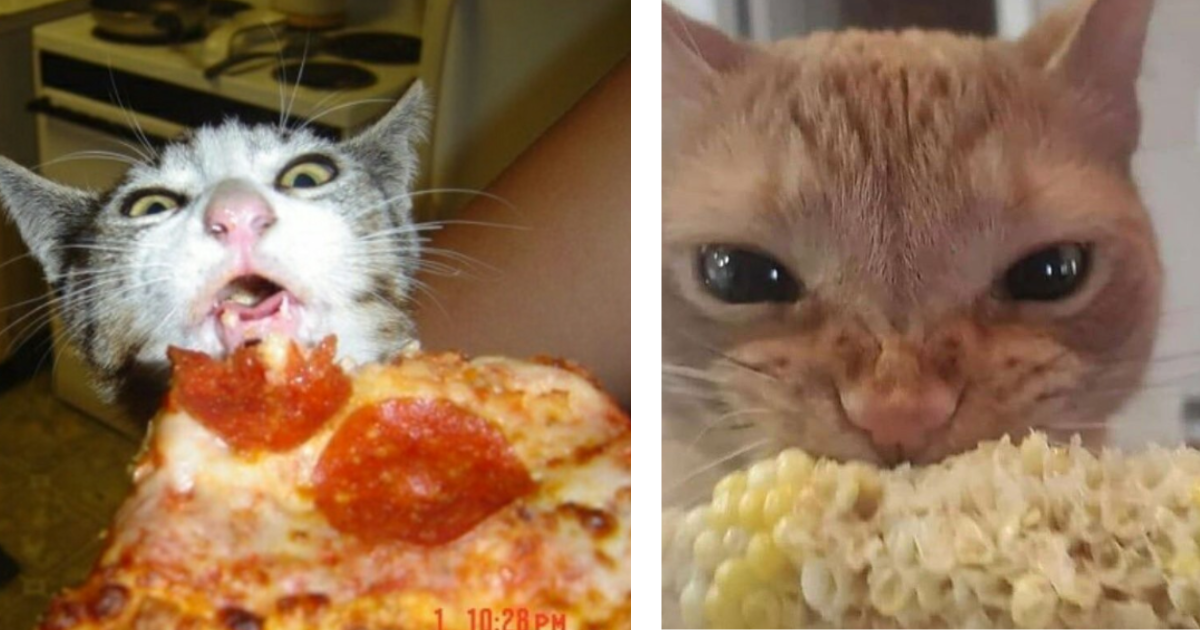 20 Peckish and Piggish Kitties Who are Hongrier than a Hongry, Hongry ...