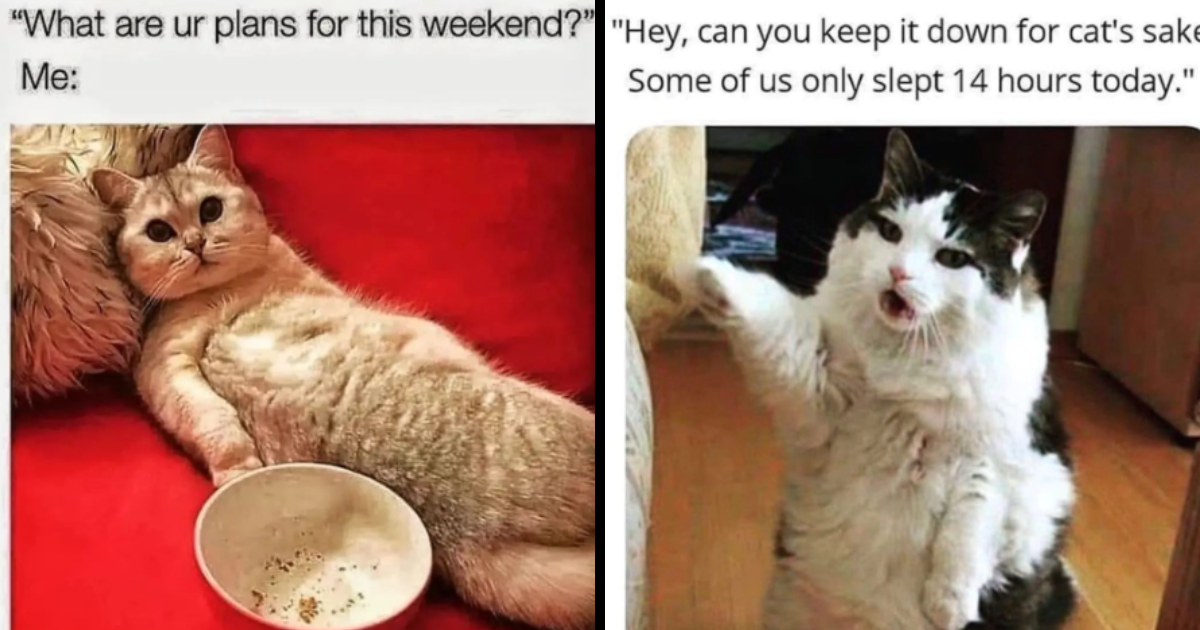 23 Purrfectly Funny Cat Memes For A Caturday Full Of Laughter - I Can Has Cheezburger?