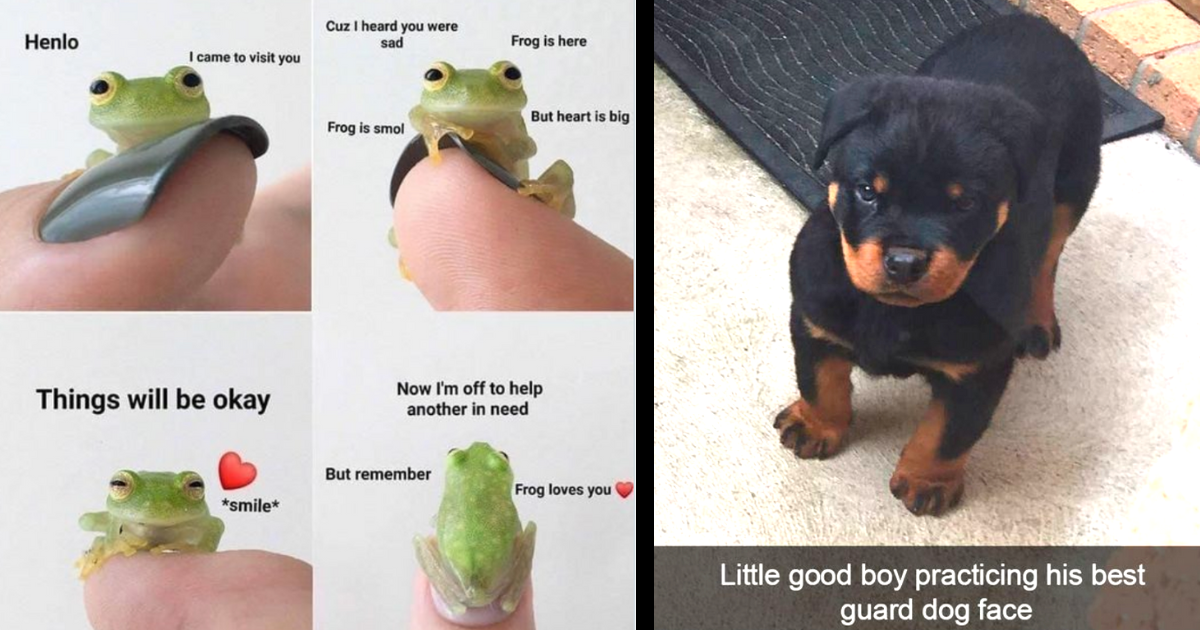 37 Wholesome Animal Pics And Memes To Start The Weekend With A ...