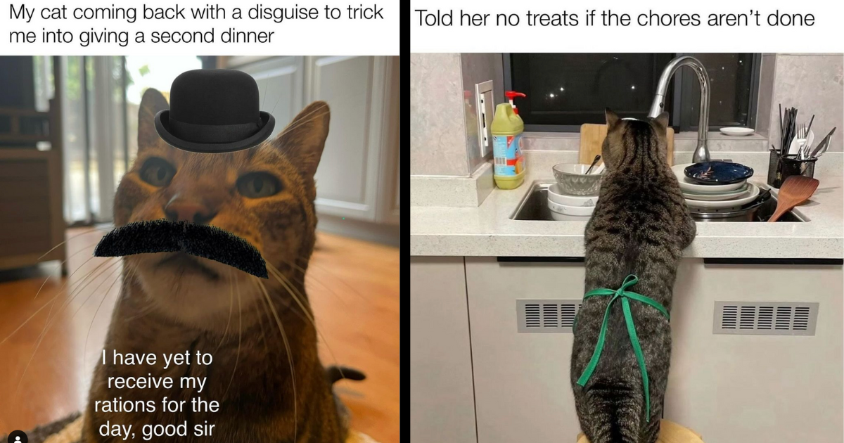 Caturday Night Fever: 37 Hilarious Cat Memes To Cure Your New Years ...