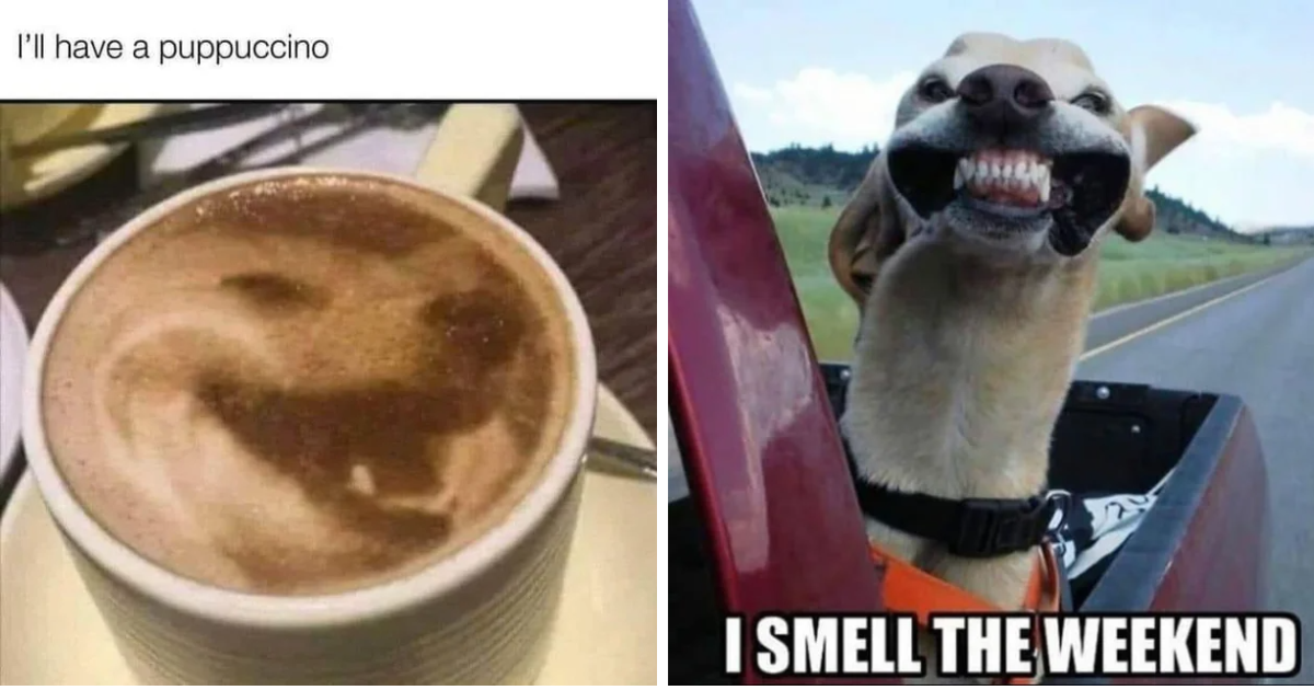 Woof Woof, It’s 25 Dog Memes We Dug up From Around the Internet ...