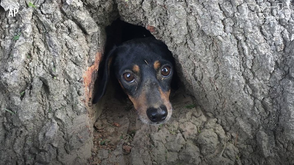 Cops Rescued Adventurous Dog Who Got Stuck In A Tree - I Can Has ...
