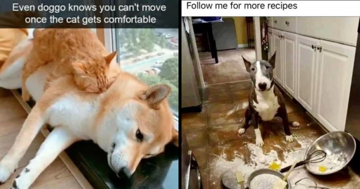 Saturday Smiles With 26 Pawsitively Hilarious Animal Memes Animal
