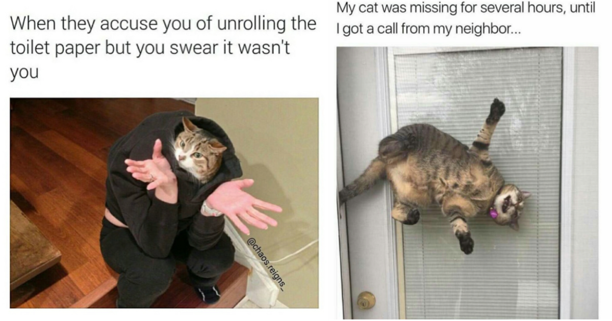 42 Funny Feline Memes to Keep You Laughing Through the Monday Morning ...