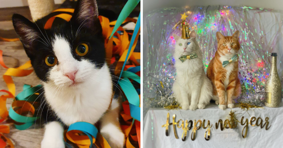 23 Purrfectly Festive Felines Ready To Ring In The New Year In Style ...