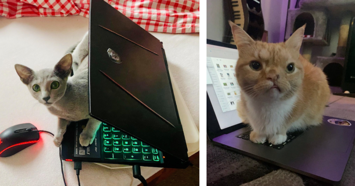 Defer to the Distraction: 21 Purrfectly Wild, Wiggling, Whiskered Cats ...