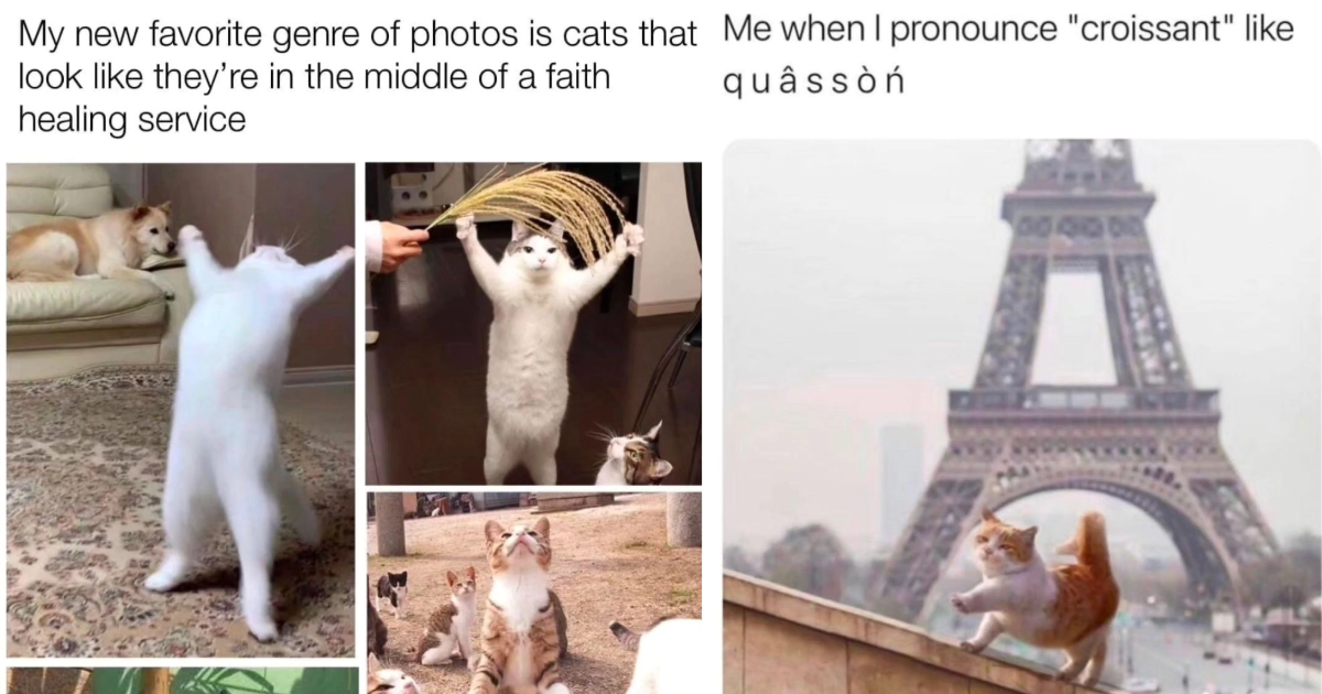Hissterical Cat Memes To Appease The Feline Gods For The New Year Ahead ...