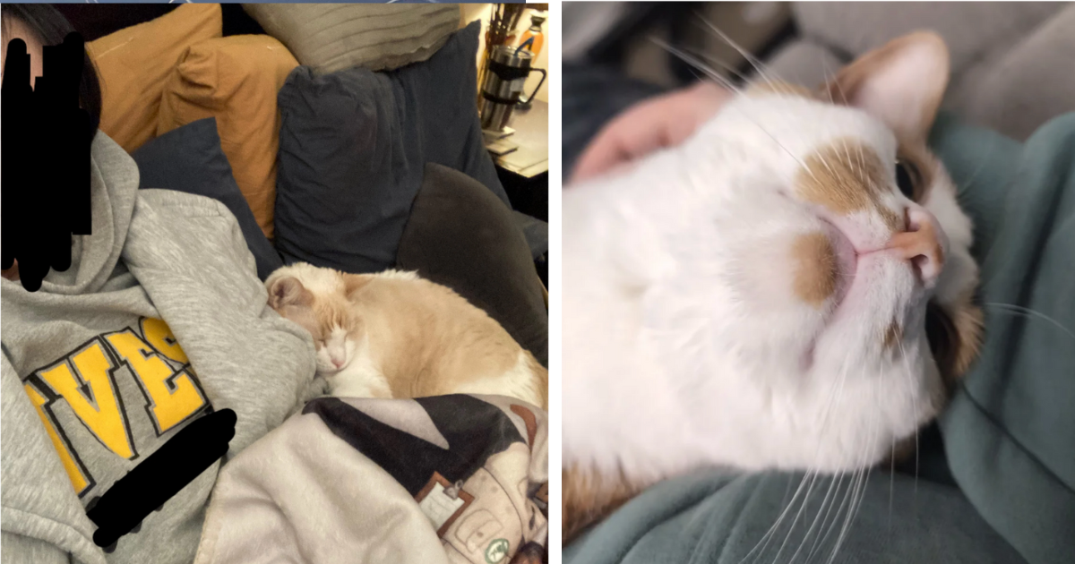 Couch Pawty: 24 Cozy Cat Pawrents Take To The Interwebz To Share Their ...