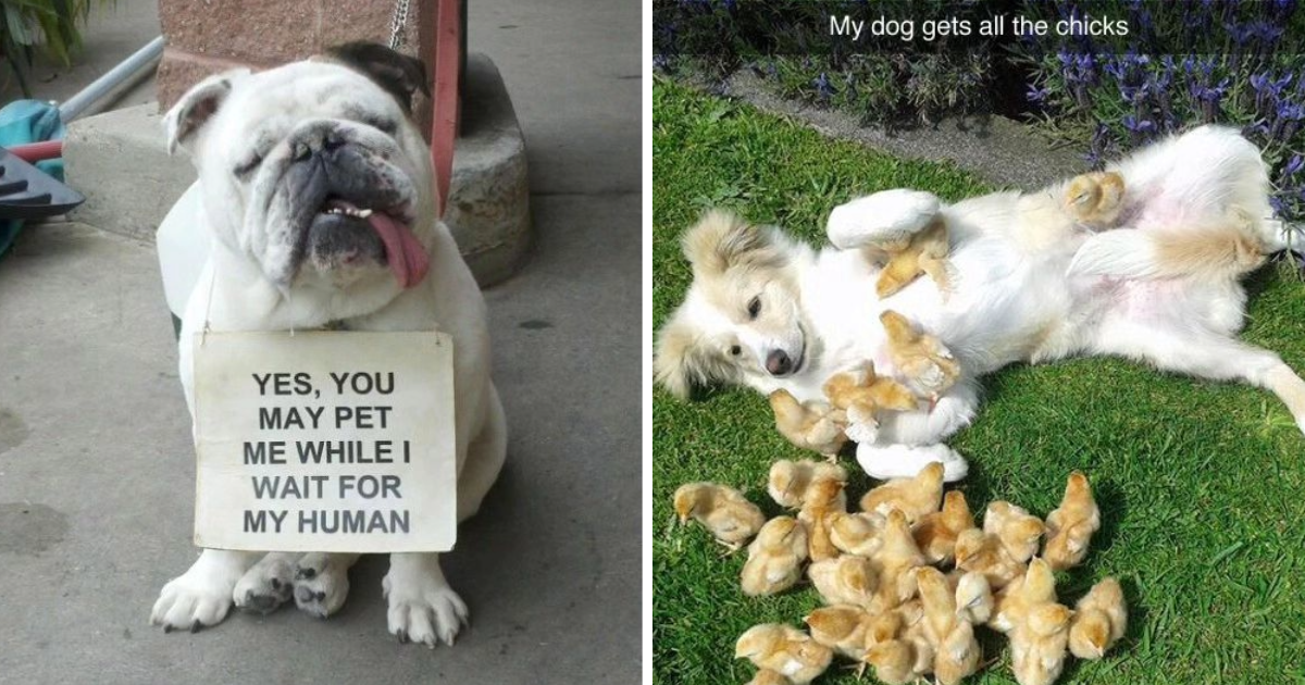 Sweet Dog Memes For The Introverts Recharging Their Social Batteries ...