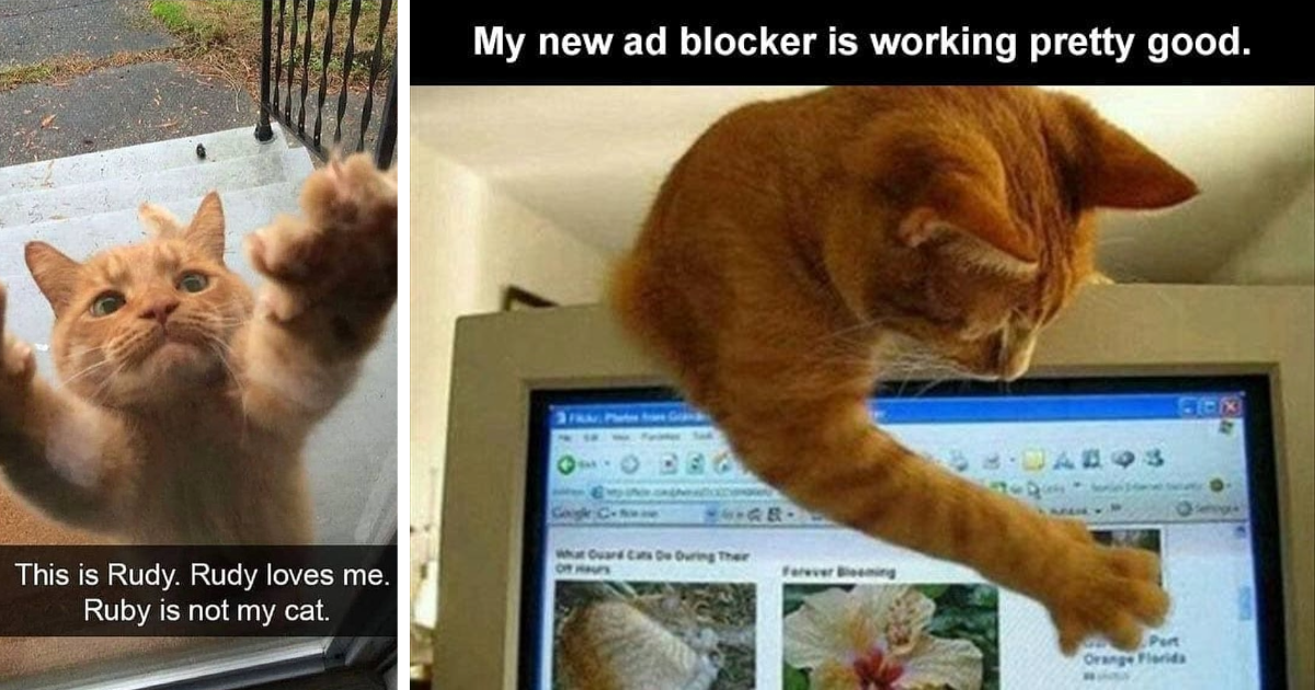 Hilarious Mid-Week Memes Of Cats Trying To Make It In 2024 - I Can Has ...