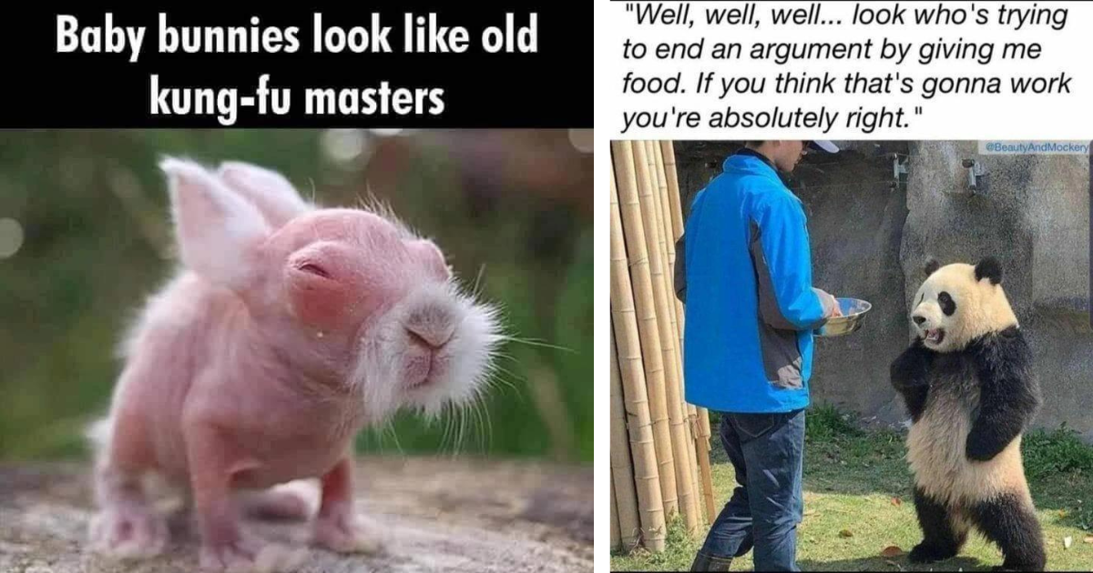 36 Random Animal Memes for Some Uncontrollable Wild Smiles - Animal ...