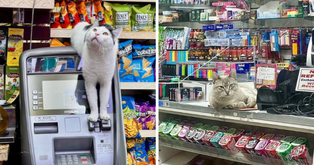 30 Captivating Cats In Shops Mastering The Storefront And Posing Like ...