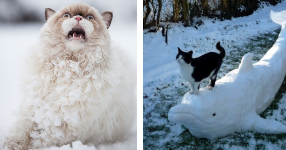 Weekend Winter Wonderland: 23 Photos of Whimsical Whiskered Kitties ...