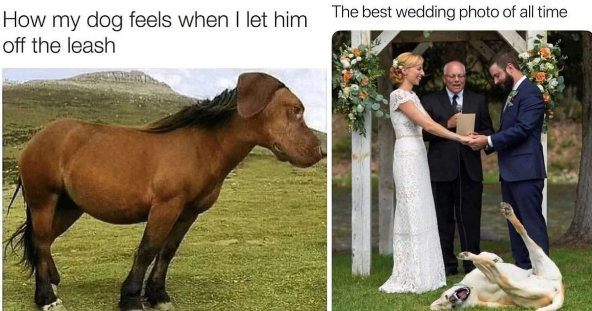 Motivating Memes Of Adventure Doggos Having The Time Of Their Lives ...