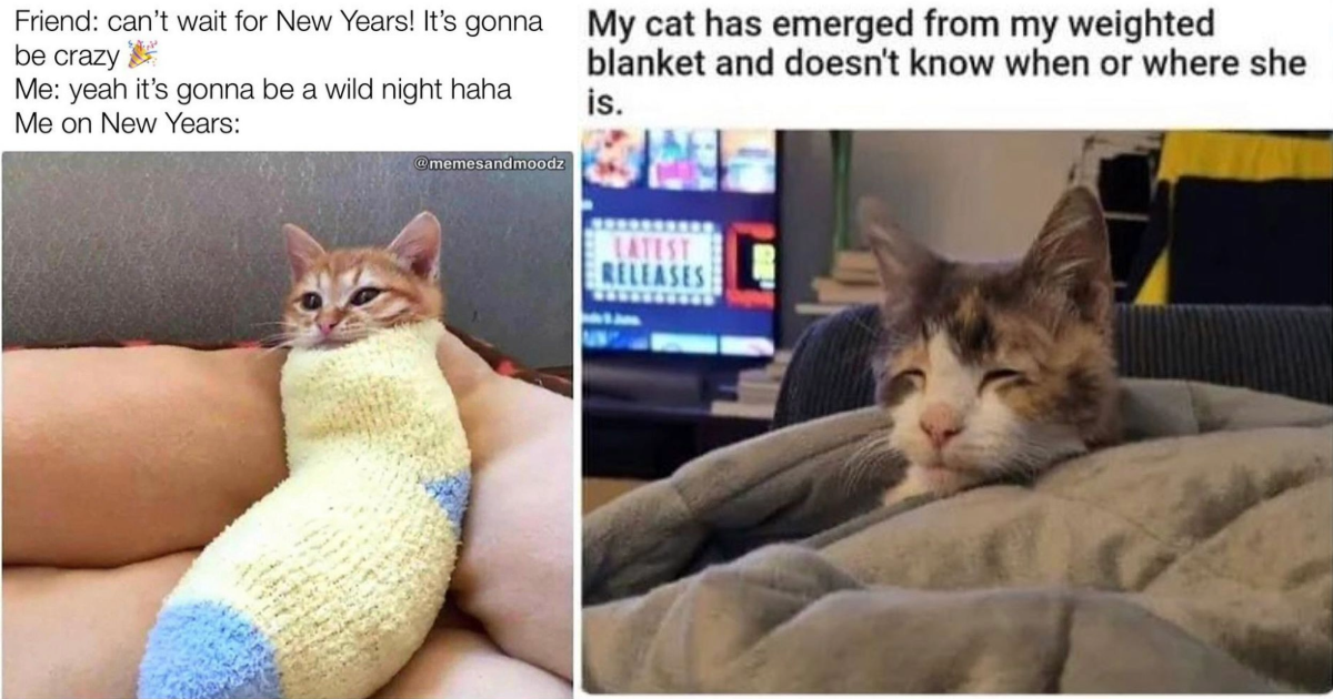 Sweet Cuddly Cat Memes To Keep You Warm On This Cold Winter’s Morning ...