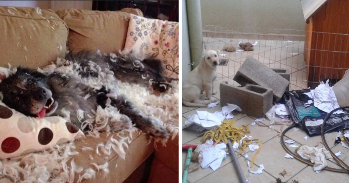 Doggo Destruction: 32 Funny Doggos Dutifully Deciding To Tell Us Their ...