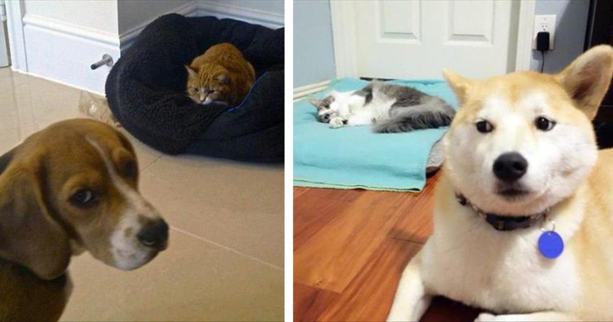 These 22 Cat-astrophic Takeovers Of Dog Beds Are Hilarious - I Can Has ...