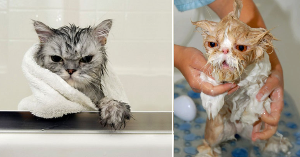 Caturday Saturday Splash: 30 Hissterical Photos of Cats Repelled By ...