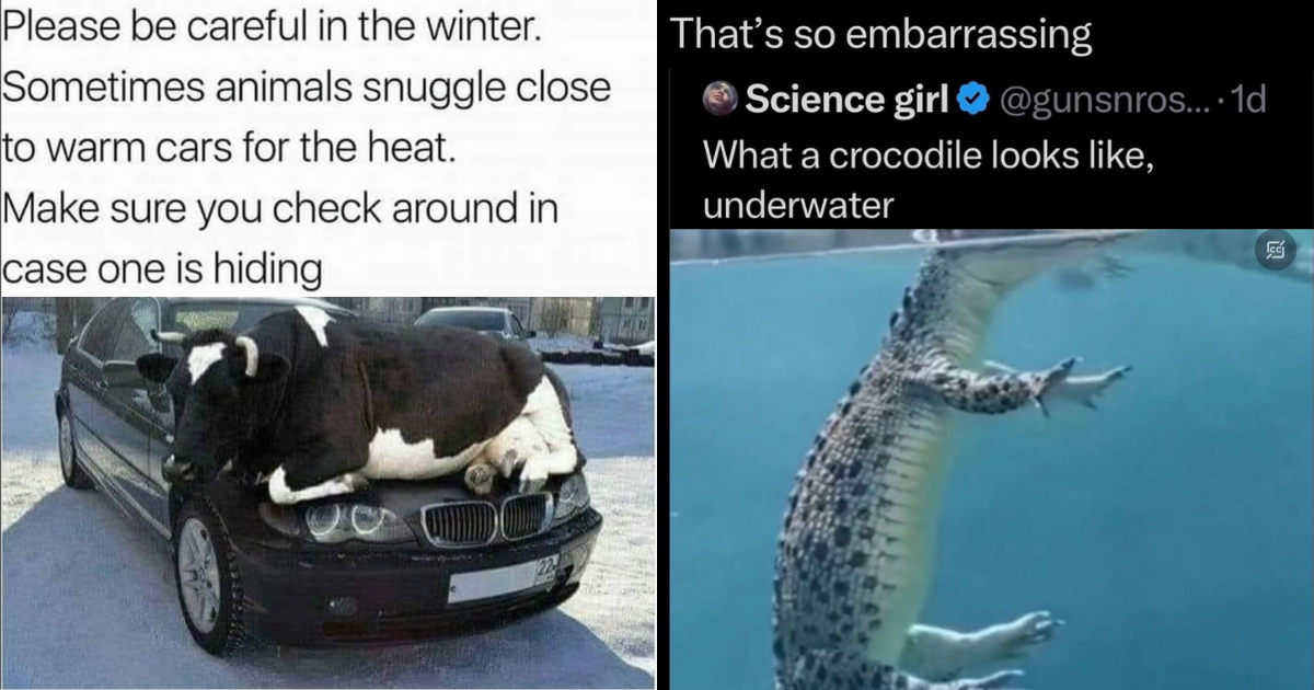 New Year, New Giggles: 35 Funniest Animal Memes To Laugh Your Tail Off ...
