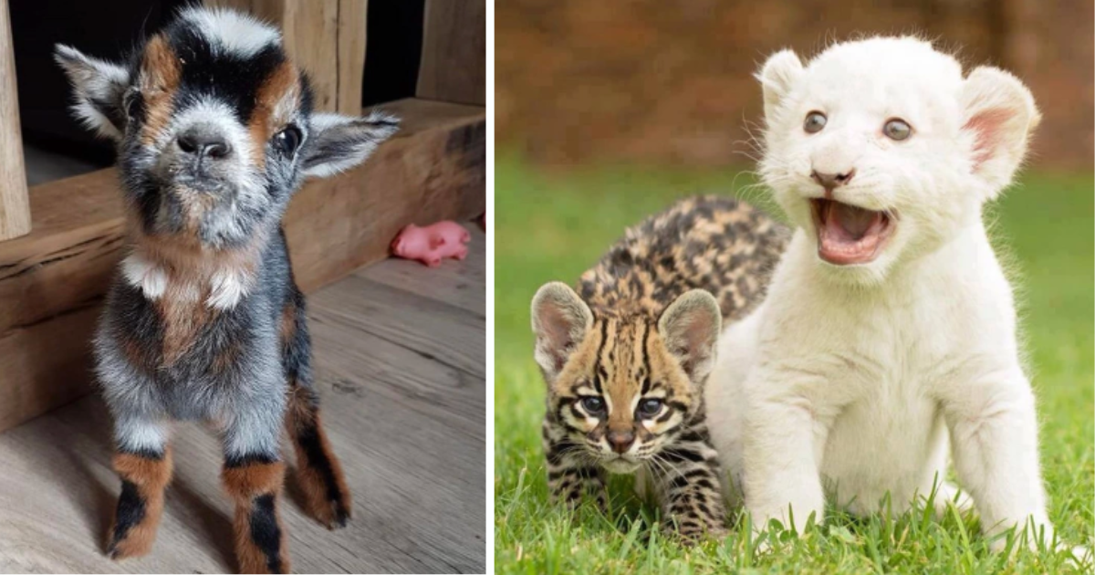 Friday Furry Fun With 26 Charming Baby Animals For A Pawsitively ...