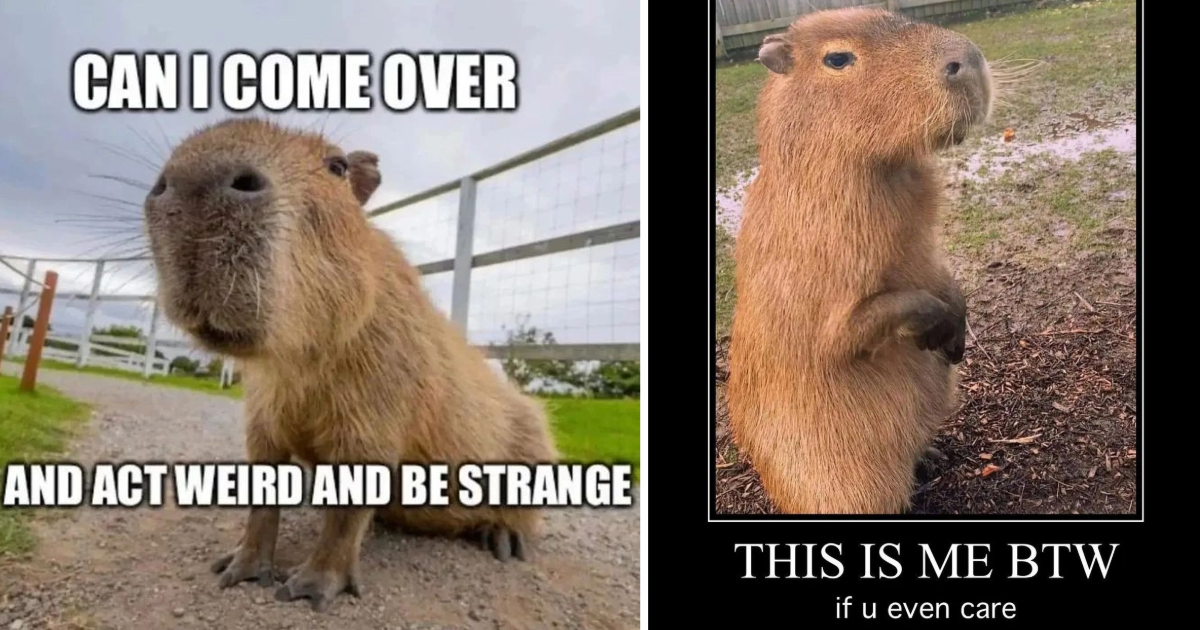 Funny Friendly Capybara Memes For Your Pre-Weekend Scrolling - Animal ...