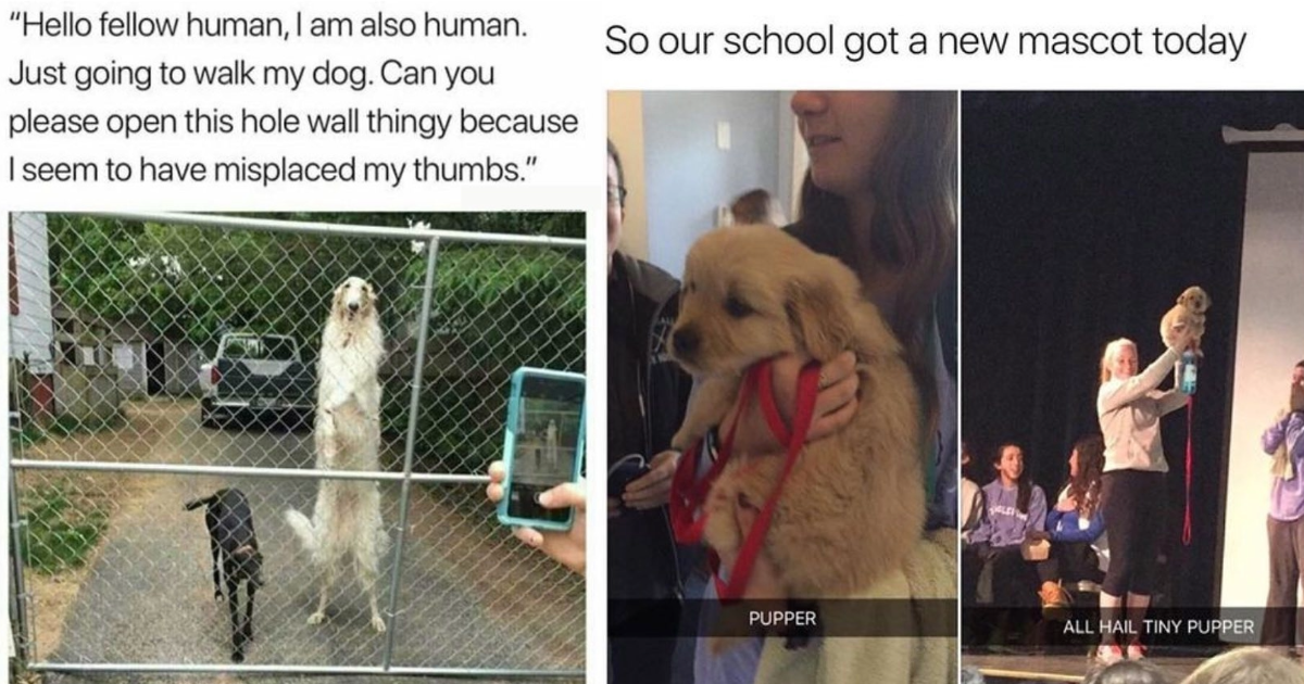 Heartwarming Dog Memes To Get You Ready For A Weekend Of Wagging Tails ...