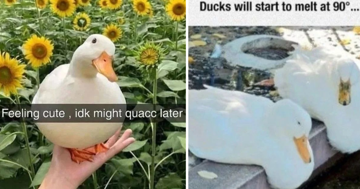 Waddle Your Way Into The Weekend With These Hilarious Wholesome Duck