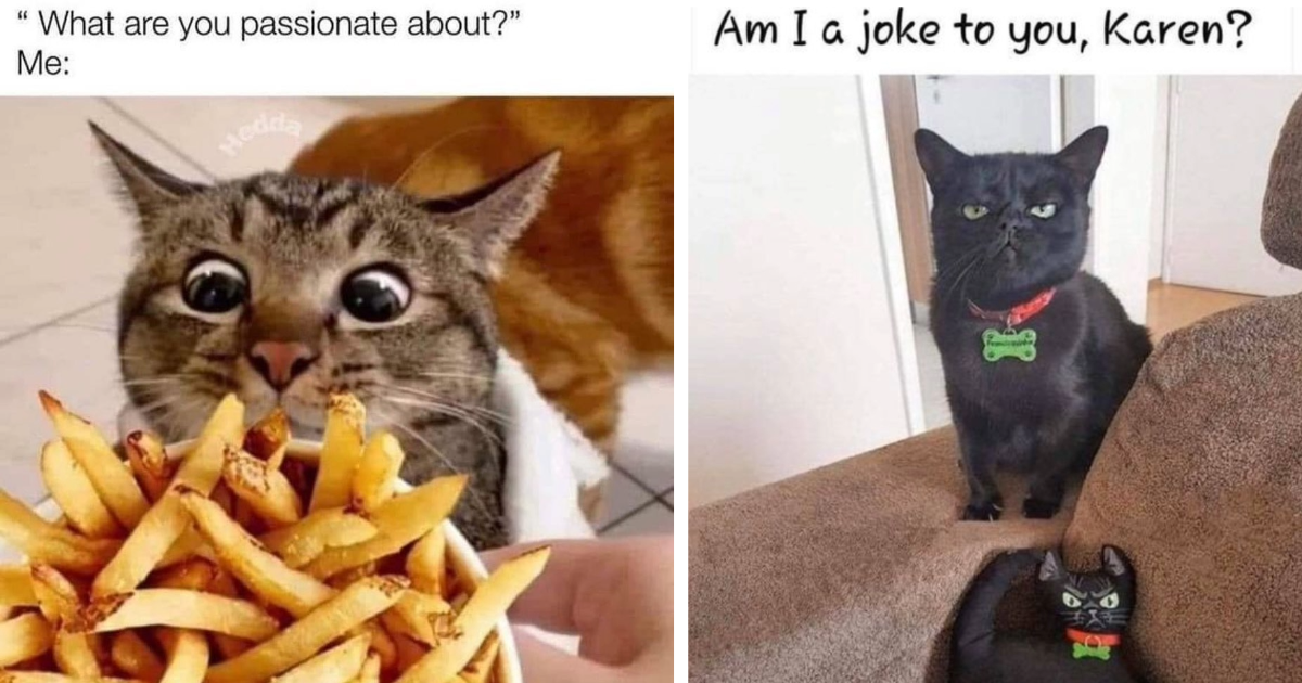 Strut Your Way Into The Weekend With The Cats Rocking That Friday ...