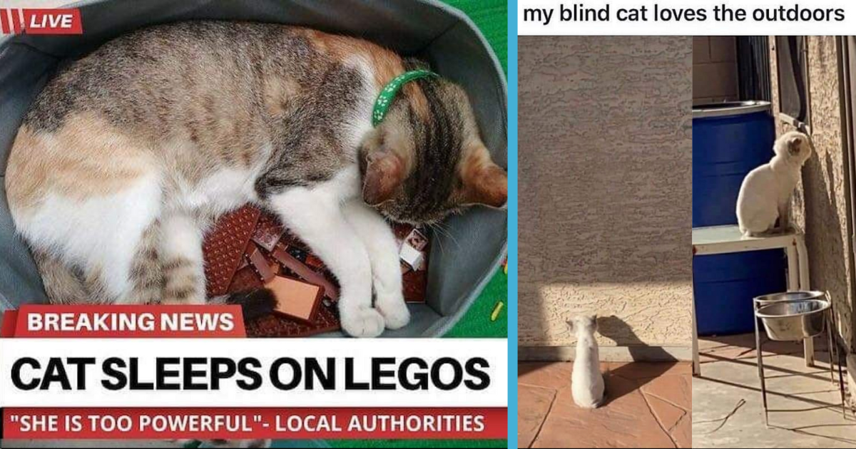 Caturday Night Fever: 38 Hilarious Cat Memes To Cure Your Weekend ...