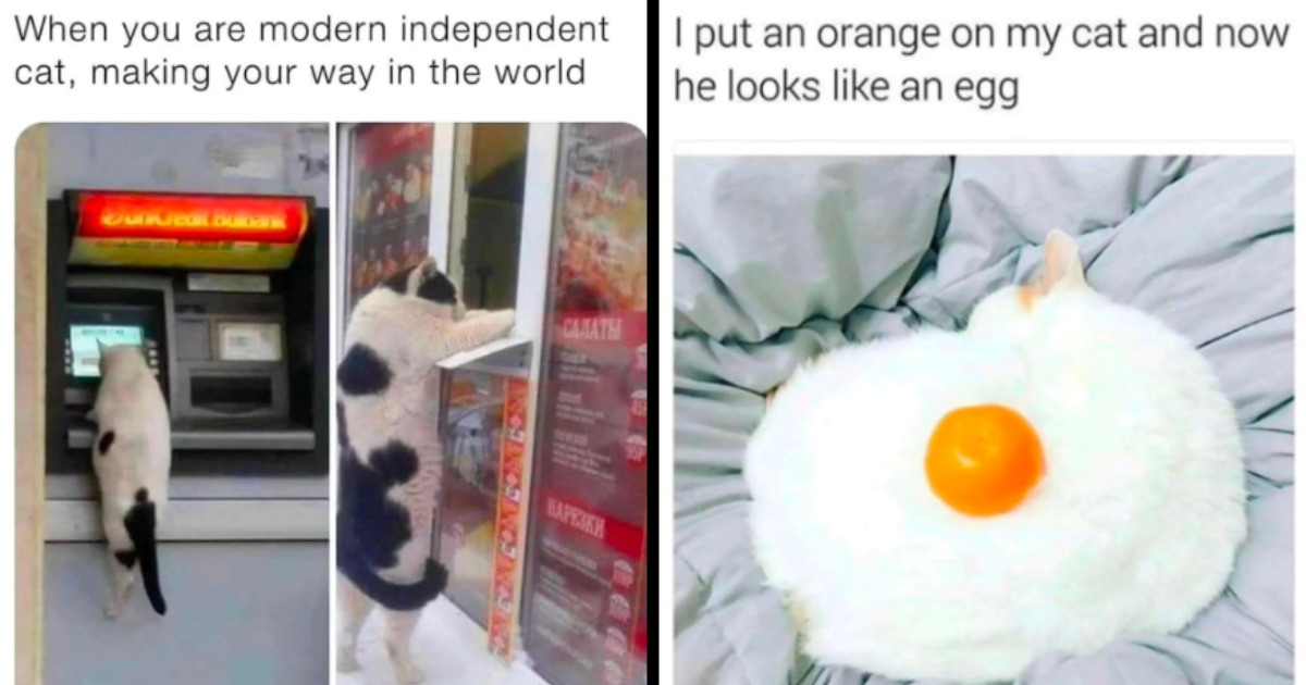 Feline Funny Fiesta With 28 Cat Memes For A Day Full Of Furry Friday ...