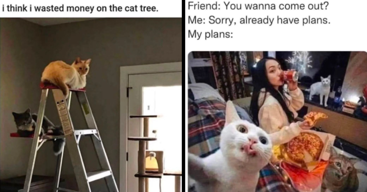 25 Hilarious Caturday Cat Memes To Make The Weekend Purrfectly Fun - I Can Has Cheezburger?