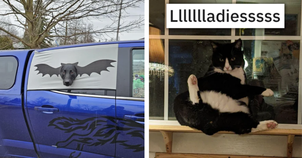 Embrace The Silly Sunday Spirit With 26 Derpy Animal Pics Like Chicken ...