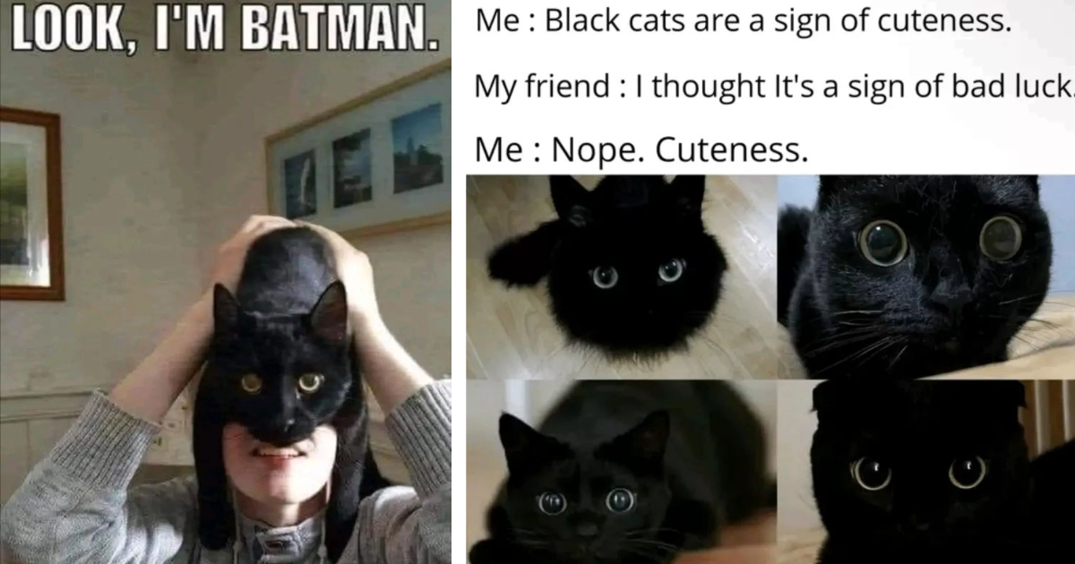 Celebrate Caturday With These Wholesome Black Cat Memes And Pics - I ...
