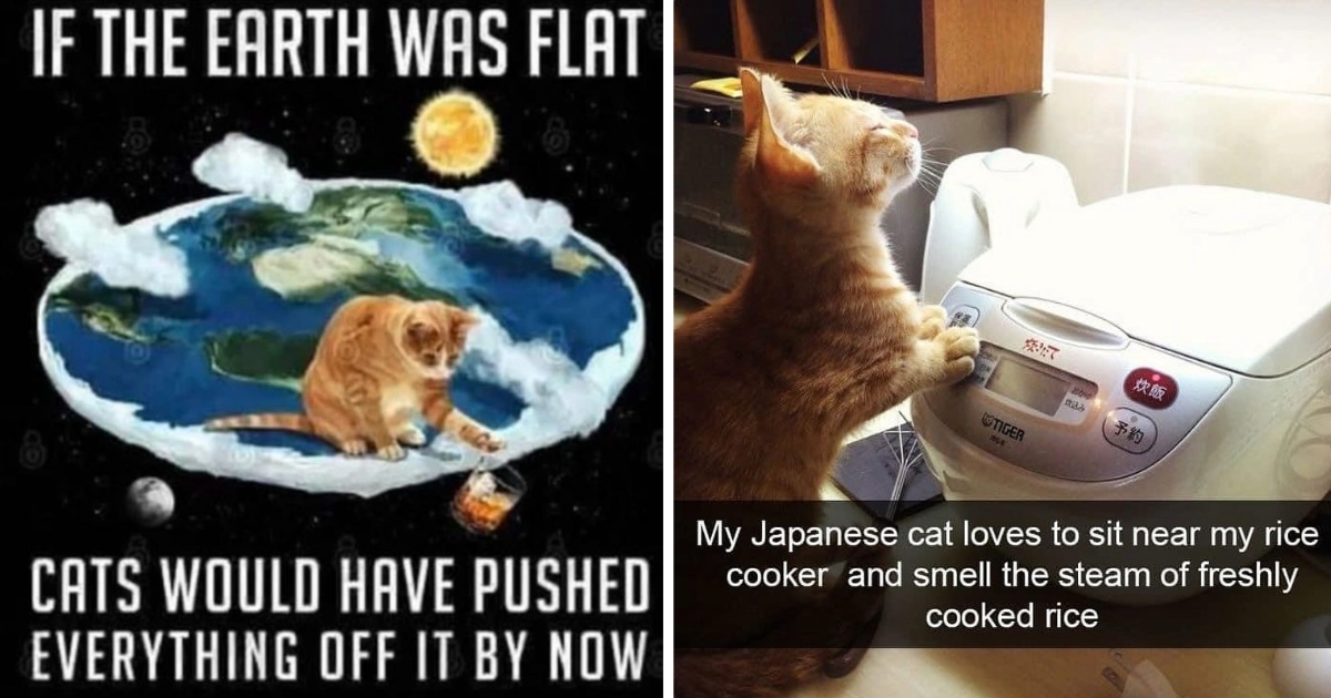 Playful Feline Memes Ranging From Clawminal To Cute For A Spicy ...