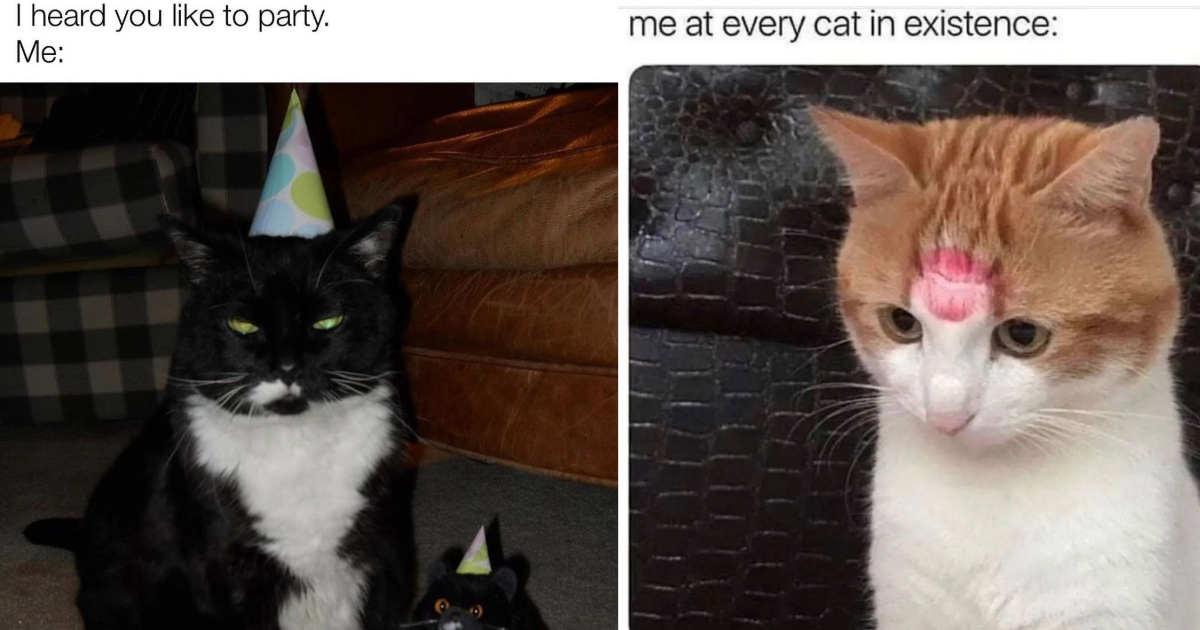 Sweet Wholesome Cat Memes To Accompany Your Saturday Scroll In The Park ...