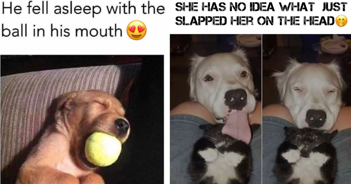 Sweet Well-Intentioned Dog Memes For Your Saturday Mood Booster ...