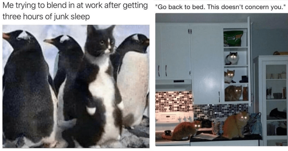 Feline Frenzy With These 41 Unhinged Cat Memes (January 6, 2024) - I ...