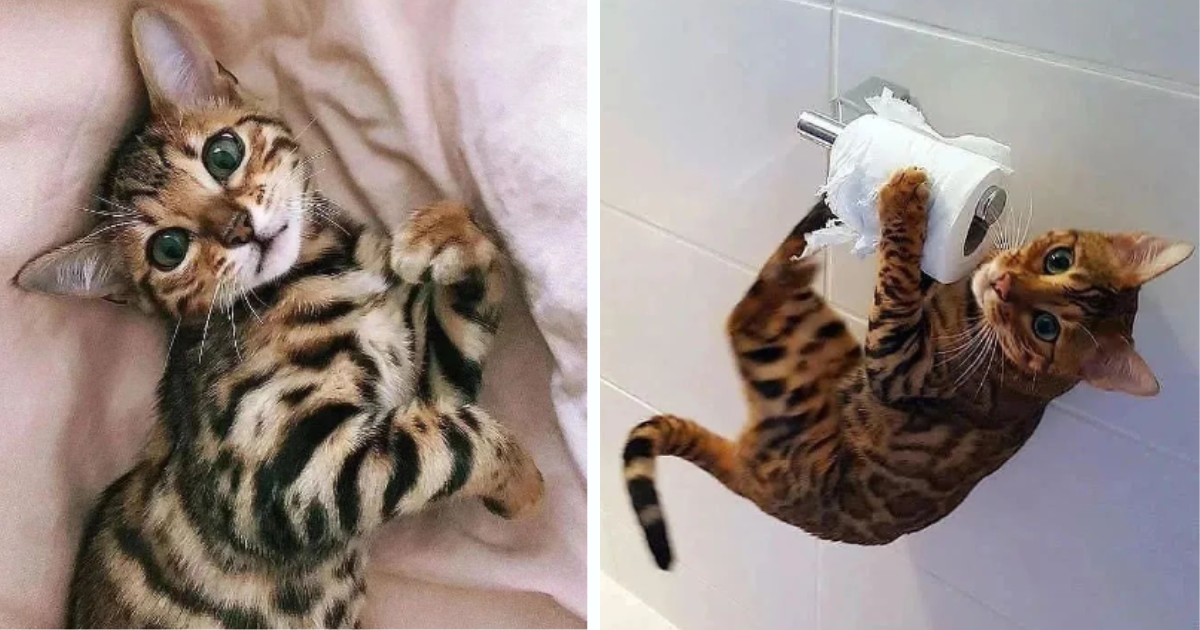 26 Bengal Beauties Bringing Playful Feline Fun To The Weekend - I Can ...