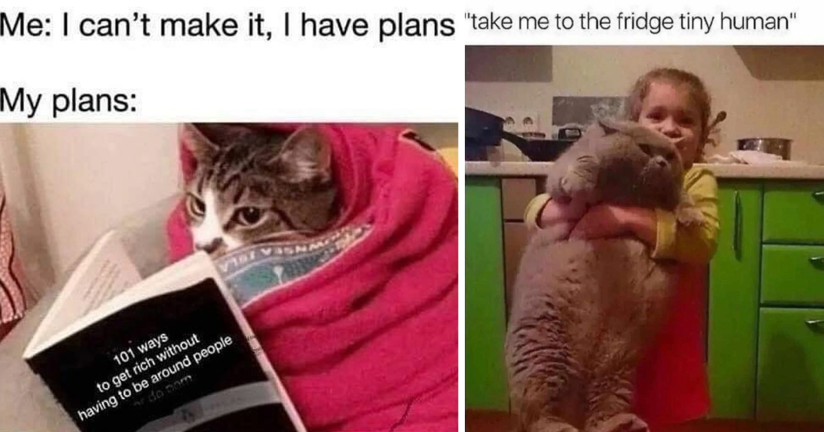 Spicy Anti-Social Cat Memes For The Hoomans Who Don’t Want To Work This ...