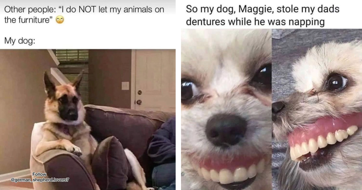 Wholesome Dog Memes To Start Your Day In The Sweetest Way - Animal ...