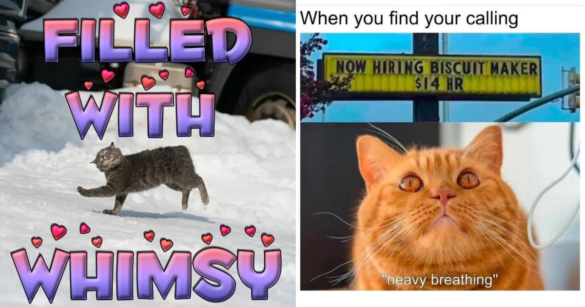 Feline Frenzy With These 34 Unhinged Cat Memes (January 7, 2024) - I ...