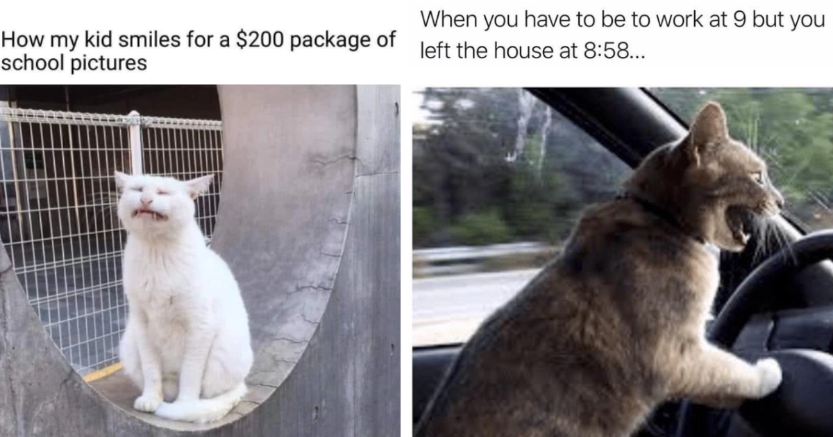 Typical Tuesday Testament to Silliness: 49 Cat Memes to Stay ...