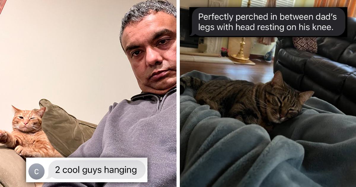 Funny Pics And Tweets Of Dads Who Didn't Want Cats Cat-Sitting And Loving Every Meowgnificent ...