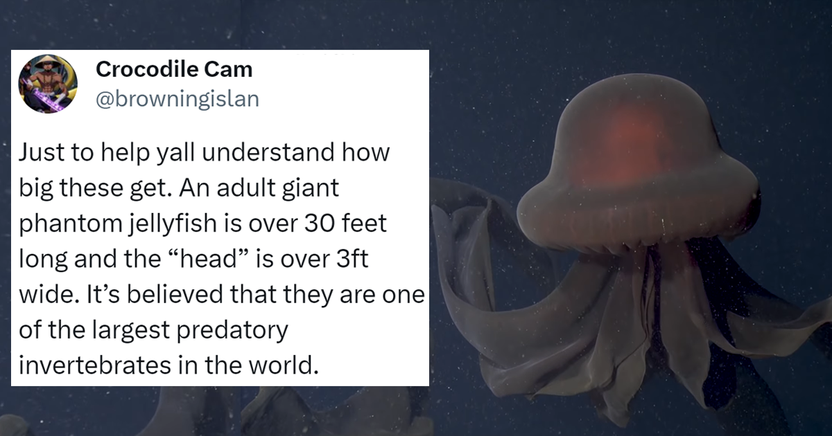 Twitter Discovers Just How Gigantic The Deep Sea Phantom Jellyfish Is ...