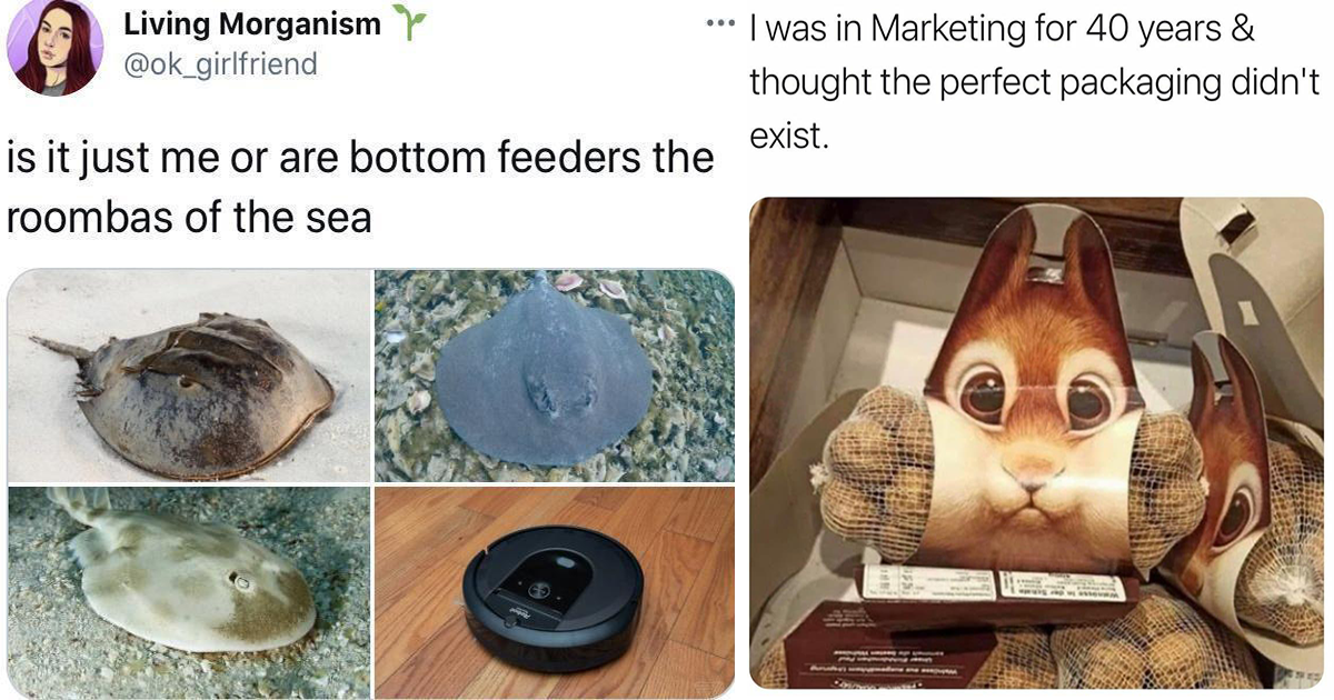 30 Giggle Worthy Animal Memes To Start This Sunday With A Pawsitive ...