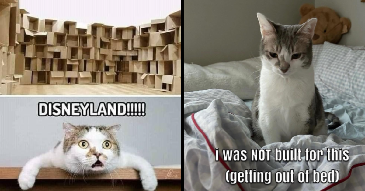Disneyland Cat Meme
