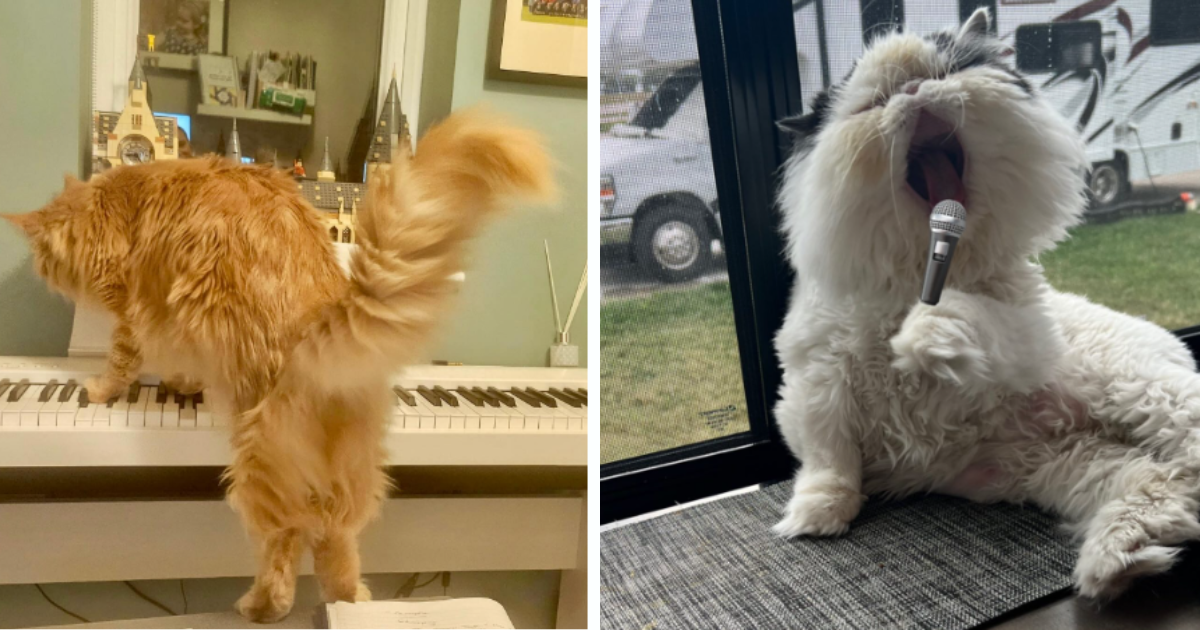 Feline Symphony With 26 Musical Cats Playing And Purring With Cuteness ...